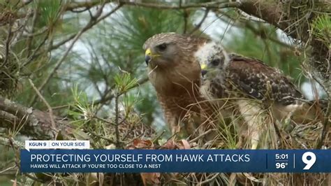 Protecting Yourself From Hawk Attacks
