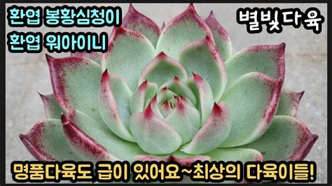 20211129별빛다육인천 남동구 구월동 682 3수입명품다육환엽 워아이니환엽봉황심청이대박가격succulent Plant肉质植物구매금액 2만원이상