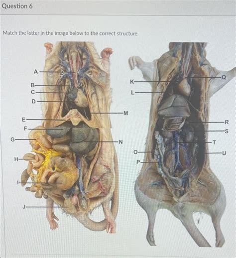 Solved Hi Can I Get Some Help With Labelling The Dissection
