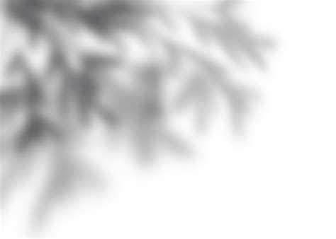 Leaves Shadow Overlay 22603552 Png