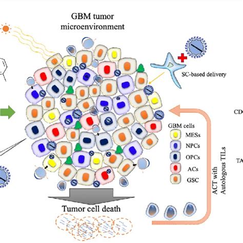 Schematic Representation Of Oncolytic Virus Strategies Targeting The