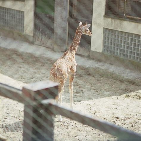 アミメキリンの赤ちゃん。 こんなに小さいキリン初めて見たな〜と思ったら、なんとこの週末から、 初の一般公開だって！w Flickr
