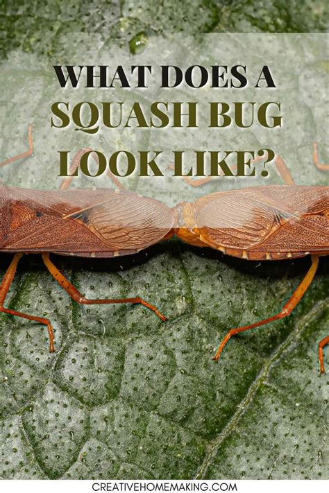 How To Kill Squash Bugs Creative Homemaking