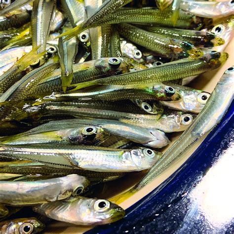 Atlantic Silversides Fries With Eyes On The Water