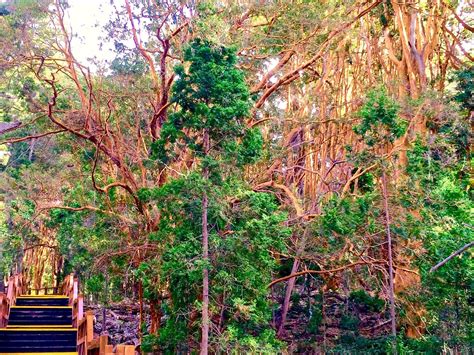 Bosque De Los Arrayanes 2025 All You Need To Know Before You Go With Reviews