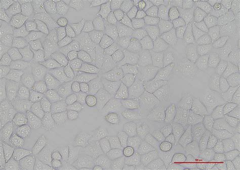 人宫颈上皮永生化细胞h8细胞系细胞库旗赛生物科技（武汉）有限公司