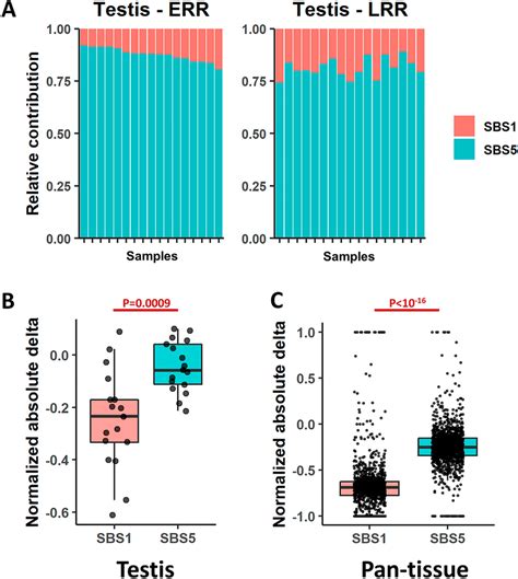 Replication Timing Bias In Testis Tissue Representing Mutations In