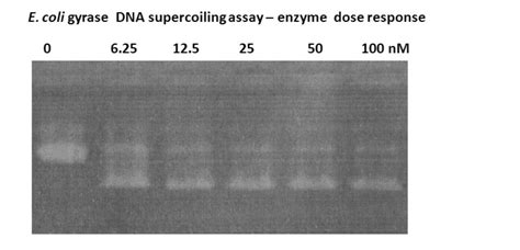Gel Based E Coli Dna Topoisomerase Ii Gyrase Assay Kit Plus 100 For 100 Assays