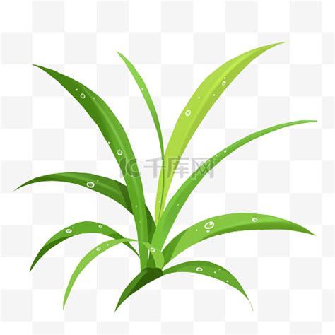 露珠青草图片 露珠青草图片素材免费下载 千库网