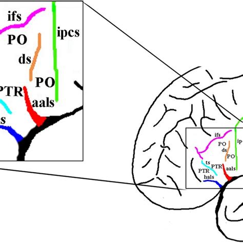 Pdf Morphological And Hemispheric And Sex Differences Of The Anterior