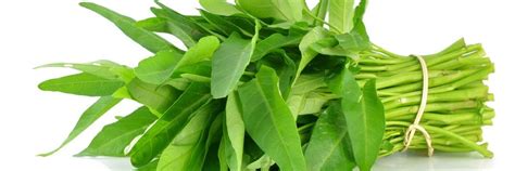Kangkong Mediko Ph