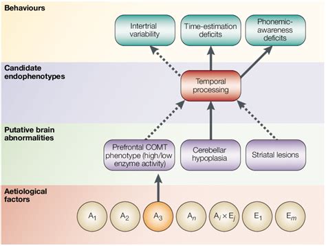 Causal Model Of Temporal Processing As A Candidate Endophenotype Download Scientific Diagram Causal Model Of Temporal Processing As A Candidate Endophenotype Download Scientific Diagram