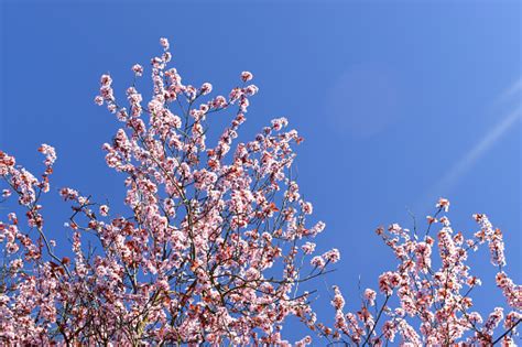 영국의 봄철에 화창한 날에는 푸른 하늘을 배경으로 나무에 피는 아름다운 분홍색 벚꽃 복사 공간이 있는 자연 배경입니다 0명에 대한 스톡 사진 및 기타 이미지 Istock