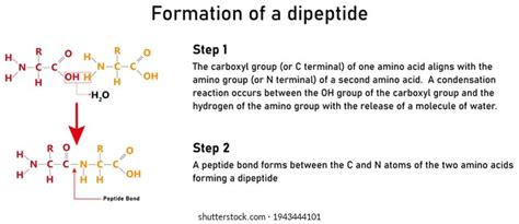 Formation Dipeptide Two Amino Acids Photos Images And Pictures