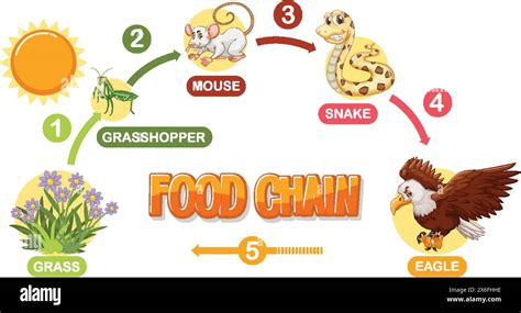 Food Chain Diagram Vector Vectors Stock Vector Images Alamy