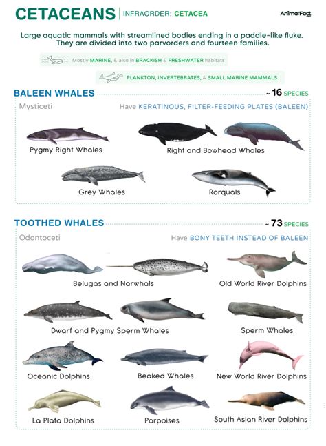 Cetacean Examples Characteristics Lifespan Habitat And Pictures