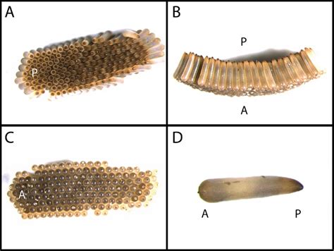 Embryo Microinjection Techniques For Efficient Site Specific Mutagenesis In Culex Quinquefasciatus