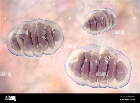 A Single Mitochondrion Computer Illustration These Organelles Act As