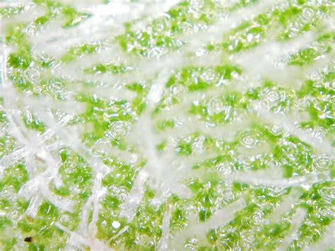 Flat Mites R Succulents