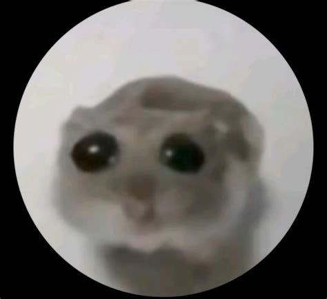 햄스터 밈 사진 원본 있으신분 지식in