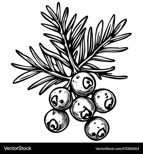 Sketches Juniper Berry Ink Hand Drawn Fruit Vector Image