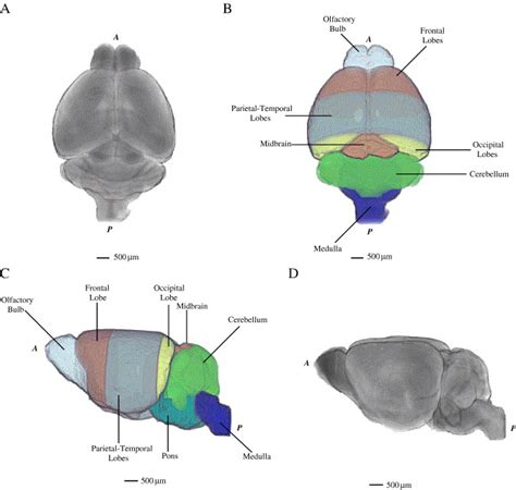Nervous Rat Dissection