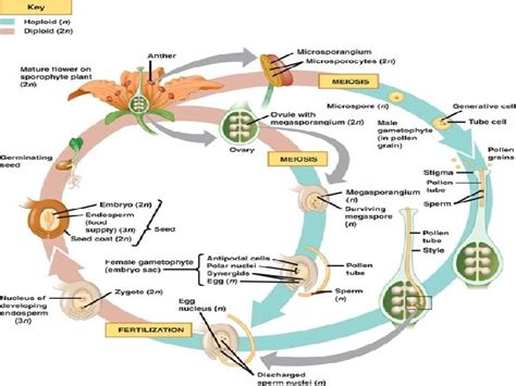 How Do Angiosperms Reproduce Asexual Sexual Methods Vegetative