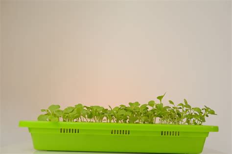 발아 트레이에 모종 녹색 그릇에 중국 양배추 묘목 성장하는 묘목 원예와 농업 성장하는 바이오 유기농 채소와 채소 홈 가든 0명에 대한 스톡 사진 및 기타 이미지 Istock