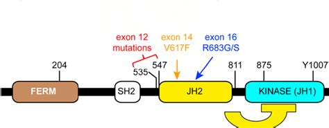 Figure 1 From Effect Of Jak2 Gene Mutations On Erythropoiesis Using Human Induced Pluripotent