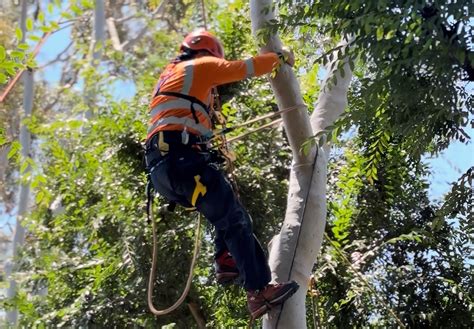 Service Arbor Care Harvest Landscape Enterprises