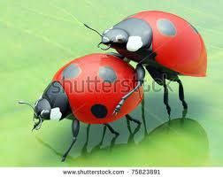 Reproductive System Flashcards Quizlet