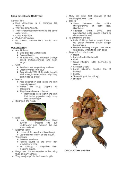 Froguts Rana Catesbiana Bullfrog General Info O Frog Dissection Is A Common Lab Exercise O