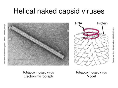 PPT Virus Structure Classification And Replication PowerPoint Presentation ID