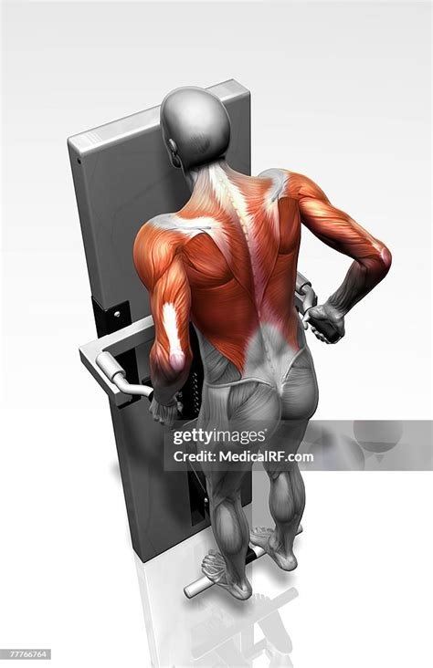 Dip Exercise Muscles