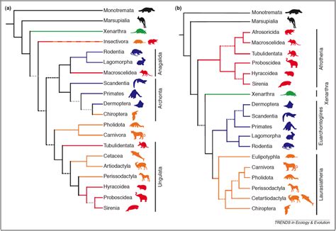Mammal Evolution Tree Diagram