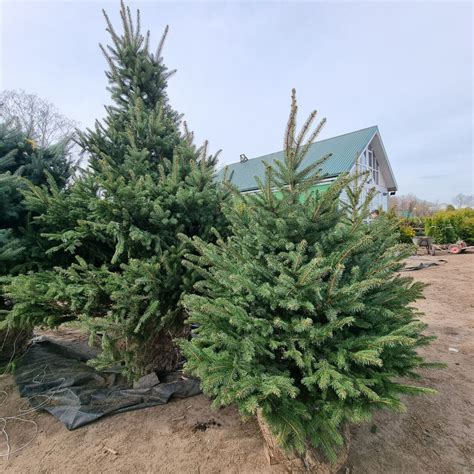 Ель колючая Глаука ЭКСЕЛЕНТ | Picea pungens Glauca 180-200 см