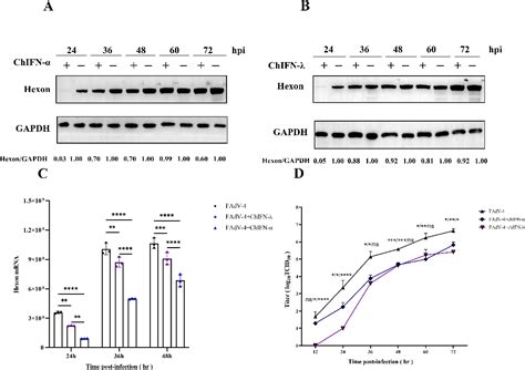 Figure 4 From Chicken Interferon Alpha And Lambda Exhibit Antiviral Effects Against Fowl