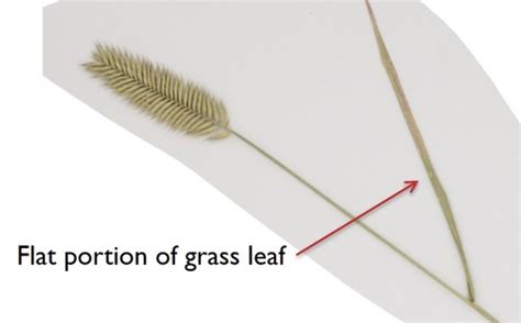 Grass Morphology Flashcards Quizlet
