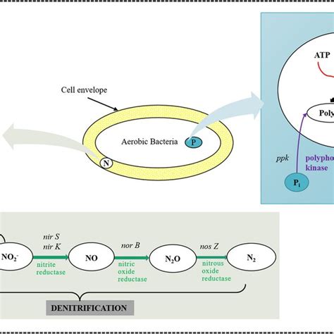 Simultaneous Nitrification Denitrification By Phosphate Accumulating Microorganisms Request Pdf