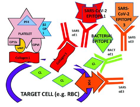 Initiation Of Platelet Activation Involves Exposure Of Collagen Which Download Scientific
