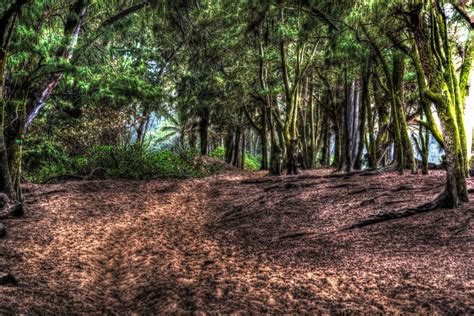 Path Through Trees Free Stock Photo Public Domain Pictures
