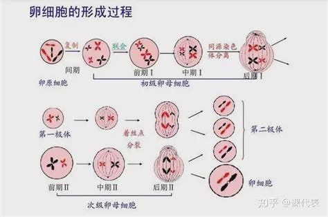 高考生物有丝分裂减数分裂快速区分技巧一篇文章顶8节课 知乎