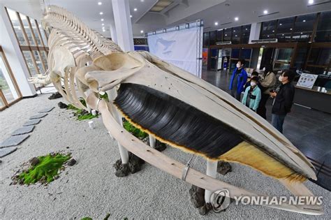 제주민속자연사박물관 참고래 골격 표본 전시 연합뉴스
