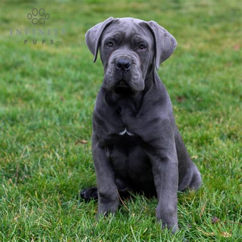 Cane Corsos For Sale Adopt Cane Corso Puppies For Sale Vip Puppies