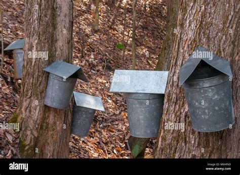 Maple Sugaring Galvanized Sap Buckets Hang On Sugar Maple Trees Collecting Sap On A Late Winter
