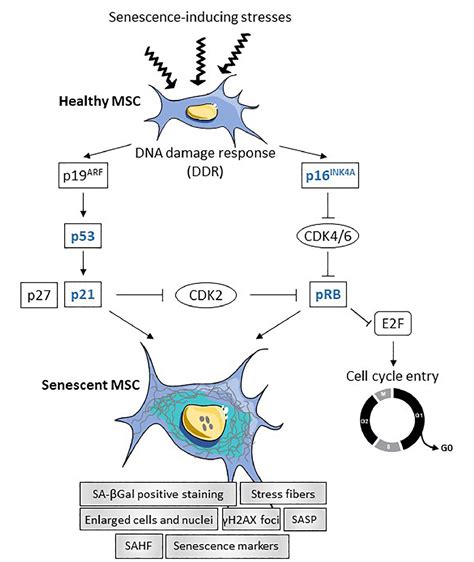 Figure 1 From Mesenchymal Stem Cell Derived Extracellular Vesicles In