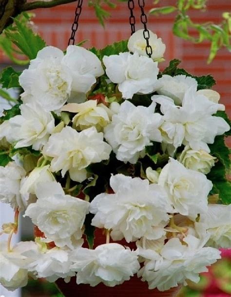 Бегония Ампельная Белая 1 уп. ( 2 шт.) купить семена по каталогу почтой ...
