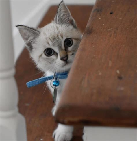 Catnip Overdose Cute Cats Hq Pictures Of Cute Cats And Kittens Free