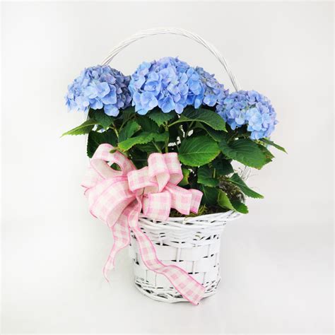 Hydrangea Spring Moscarillos Garden Shoppe