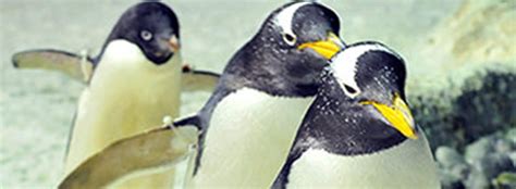 All About Penguins Behavior United Parks And Resorts